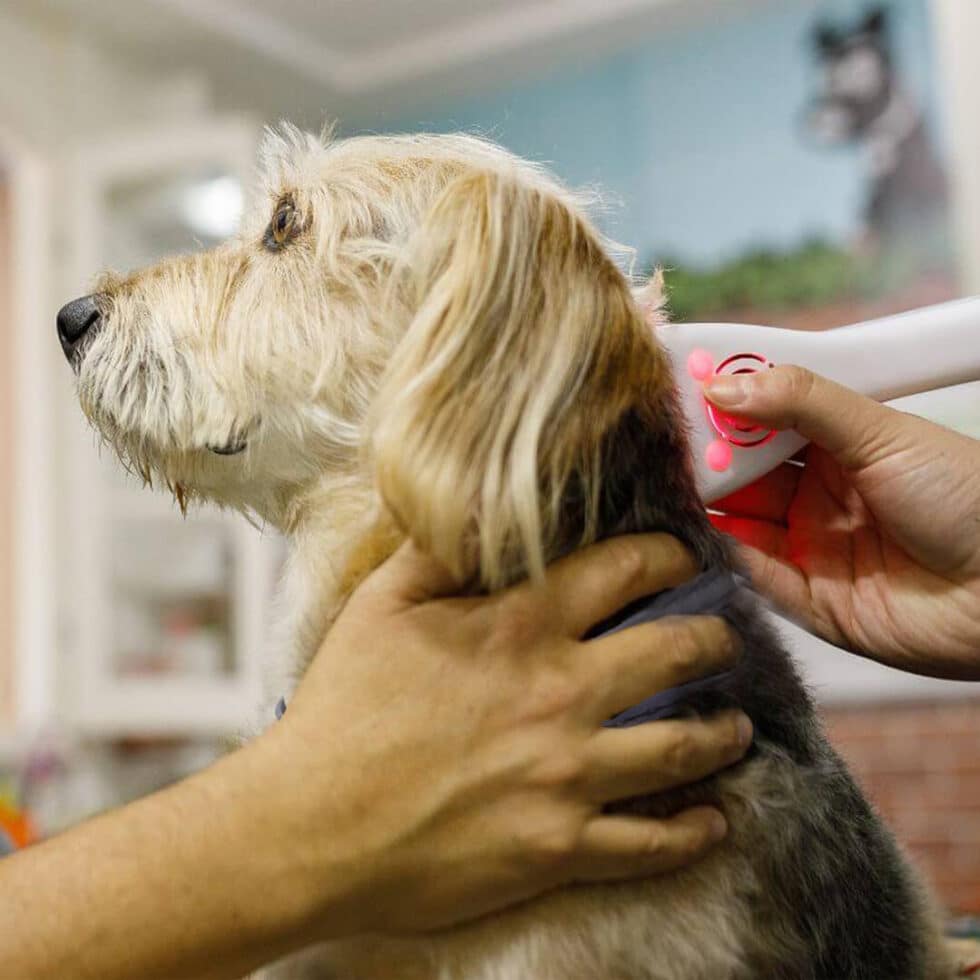 Falcon, CO Veterinary Services | For Paws Veterinary Clinic